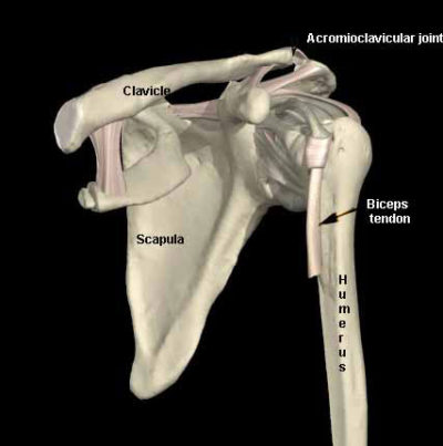 What Causes Shoulder Pain | Shoulder Doctor | South Windsor, Enfield ...